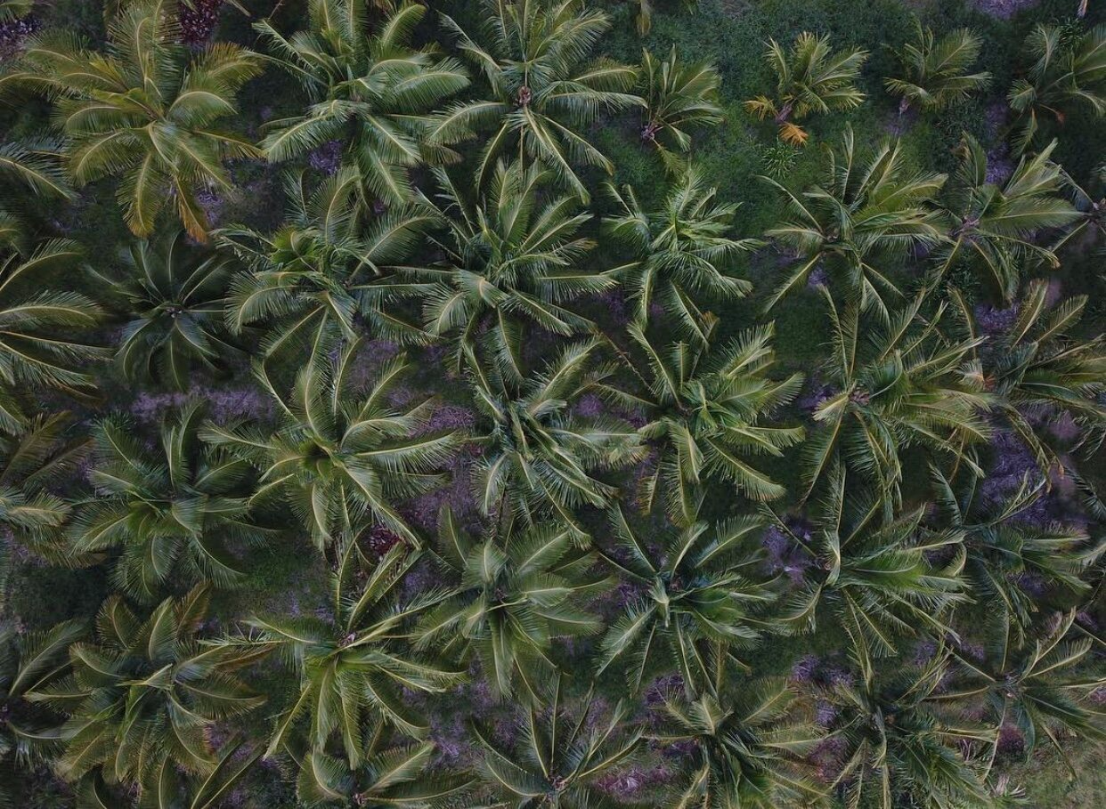 Tour a Coconut Farm in Maui, HI | Maui Coconut Tour