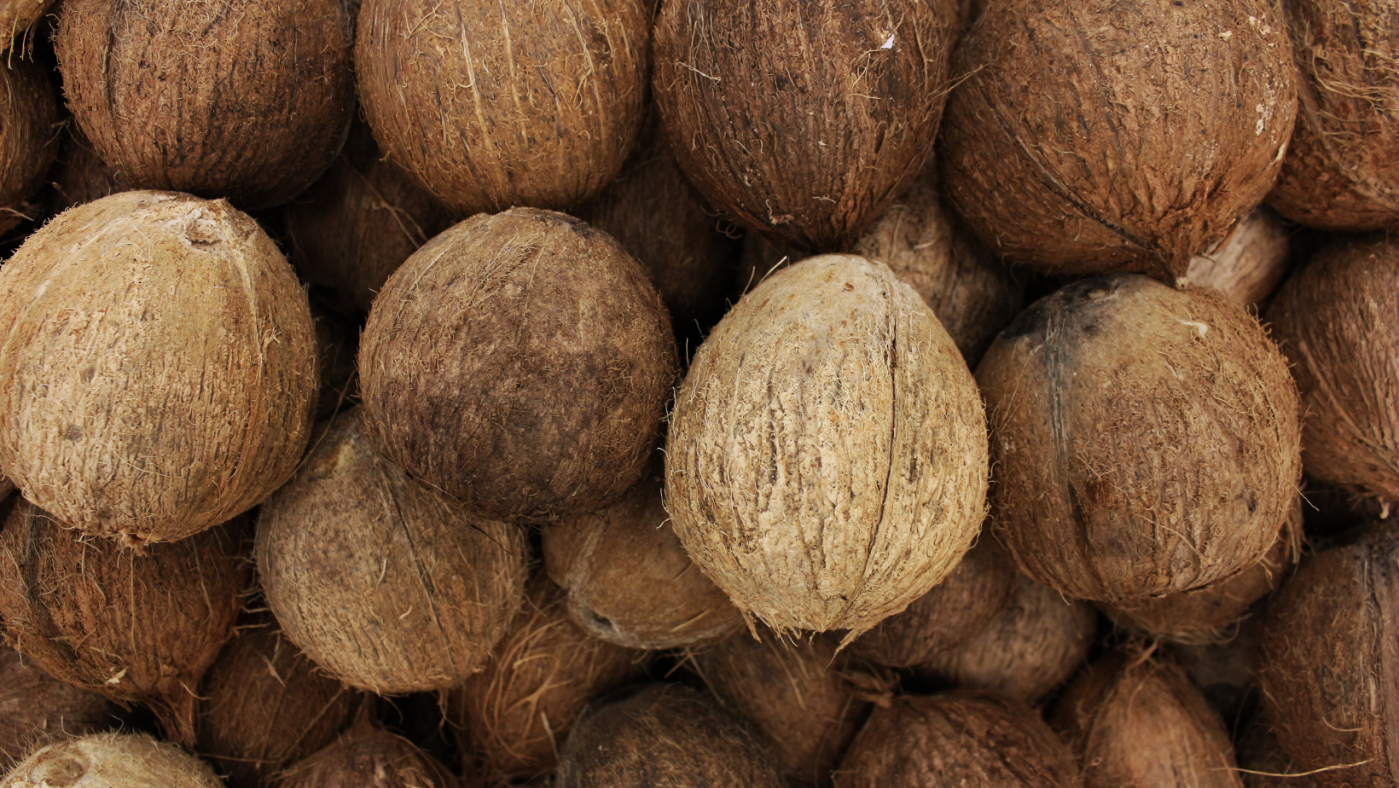 Coconut Tree Hawaii Coconut Information Maui | Maui Coconut Tour